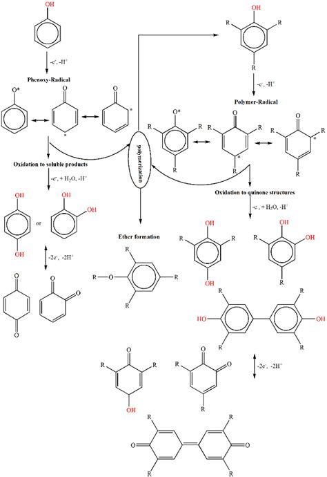 Phenol Oxidation And Polymerisation Pathways Download Scientific Diagram