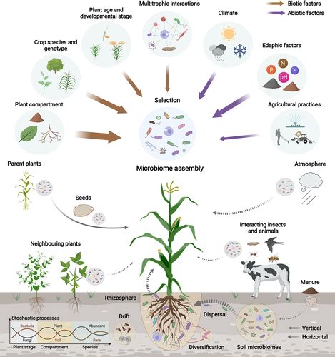 Microbiomes In Agroecosystem Diversity Function And Assembly