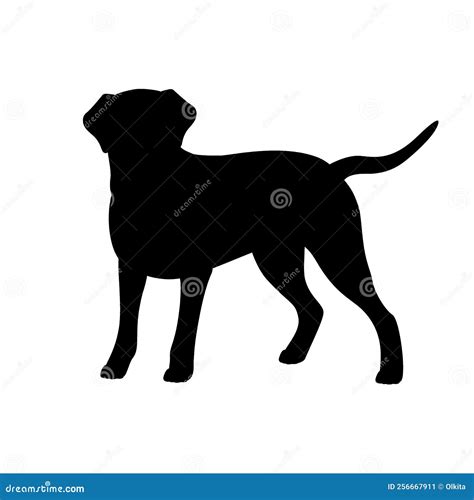 Isolated Black Silhouette Of Standing Labrador Retriever On White