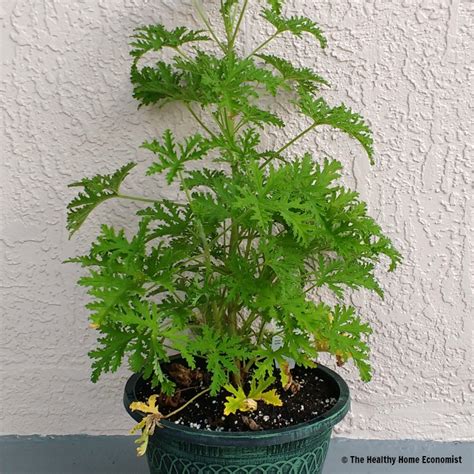Citronella Effective Insect Repellent Or Consumer Hoax The Healthy