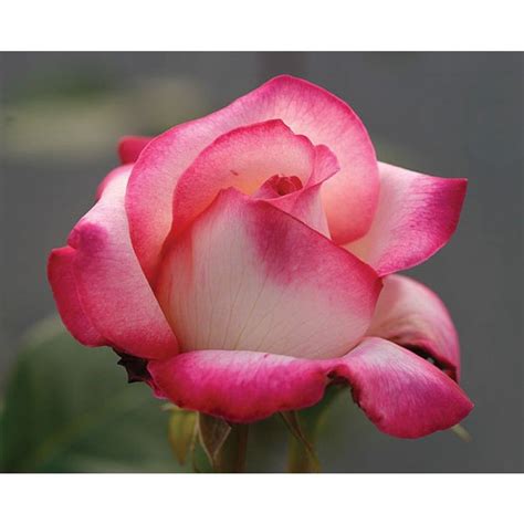 Iowa Belle With Images When To Plant Roses Rose Heirloom Roses