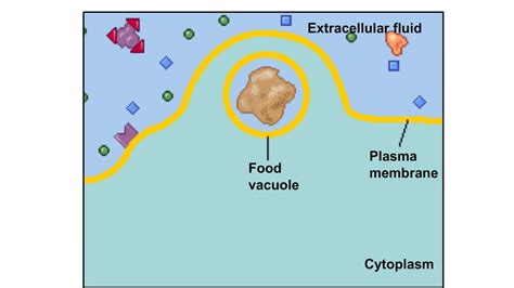 Endocytosis And Exocytosis Animation