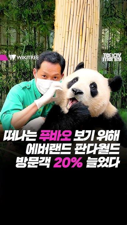 중국으로 떠나는 푸바오 보기 위해 에버랜드 판다월드 방문객 20 나 늘었다 Youtube