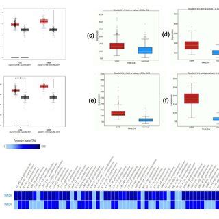 The Mrna Level Differential Expression Of Tmed A And Tmed B In