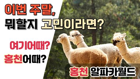 [아이와 가볼만한 곳] 홍천 알파카월드 8 5 10 Youtube
