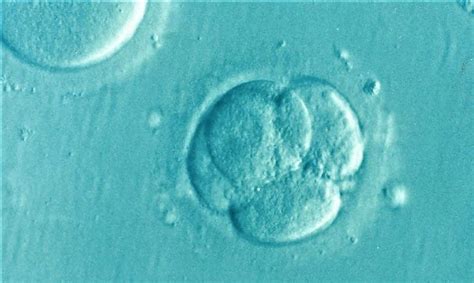 Ontogeny What Is Etymology Study Human Animal Sleep Language