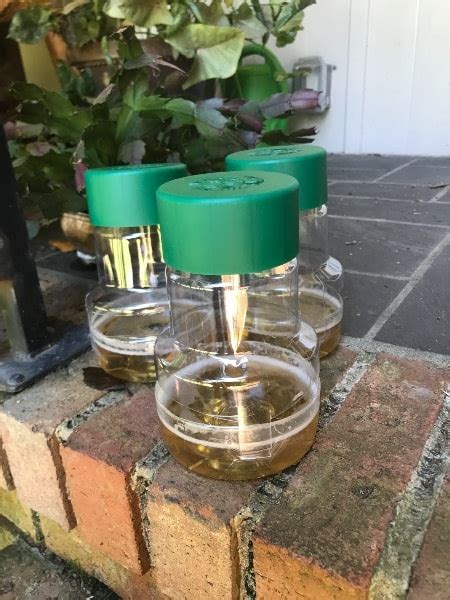 Make Your Own Snail Slug Traps The Safe Hazen