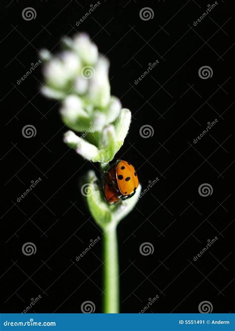 Ladybirds Having Sex Stock Image Image Of Environment