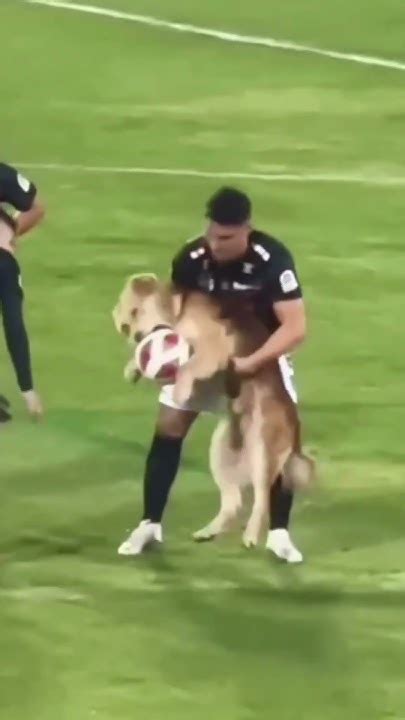 Пес решил поиграть в футбол Youtube