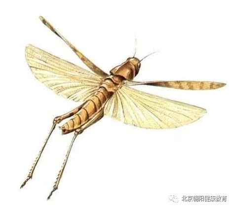 什么是虫媒传染病 传播