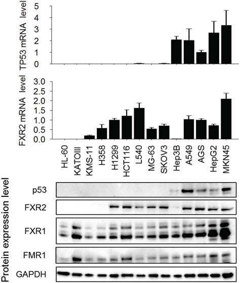 Figures And Data In Fxr1 Regulates Transcription And Is Required For