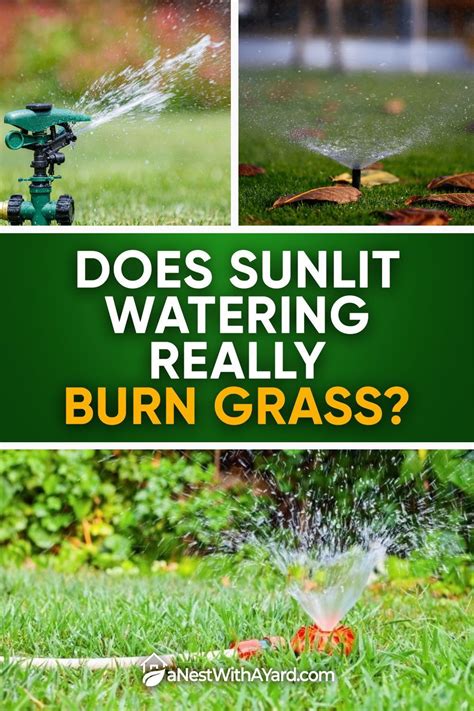 What Happens If You Cut Grass Too Short 2024 Artofit