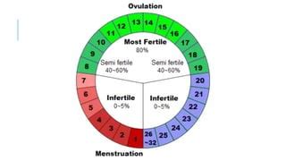 Calendar Method Contraception Deana Clementina