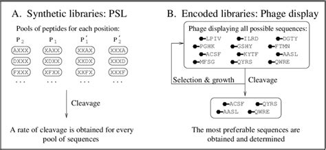 4 Examples Of Synthetic And Encoded Peptide Libraries A Positional Download Scientific