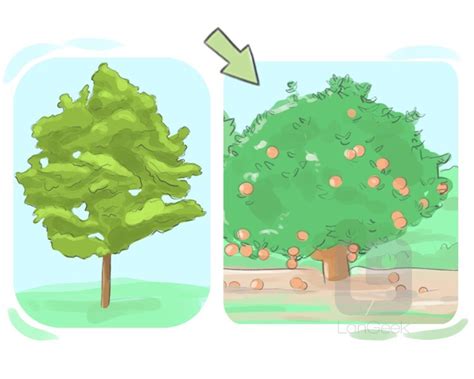 Definition Meaning Of Fruit Tree LanGeek