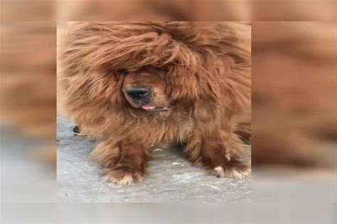 两只纯种藏獒打架 并没有传说中那么凶猛嘛 藏獒 纯种