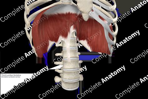 Third Lumbar Vertebra Complete Anatomy