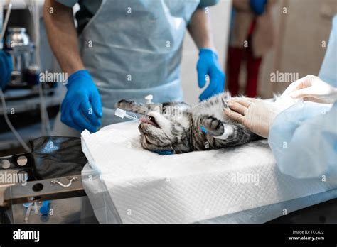 cat under general anesthesia on the operating table. Pet surgery Stock Photo - Alamy