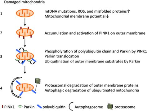 Pink1 Parkin Mediated Mitophagy 1 Mitochondrial Dna Mtdna Mutations