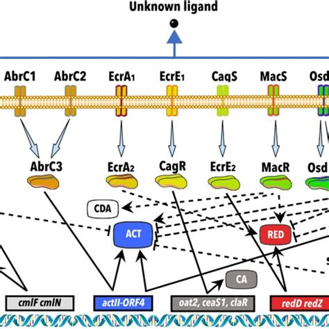 Schematic Representation Of Regulation Pathways By The Two Component