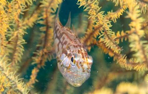 イナズマヒカリイシモチ みんなで作る魚図鑑