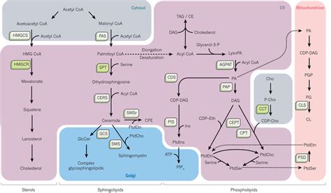 Лекция На Тему Lipid Biosynthesis Telegraph