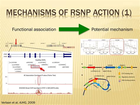Ppt Cis Regulatory Snps Altering Transcription Detected By Allelic