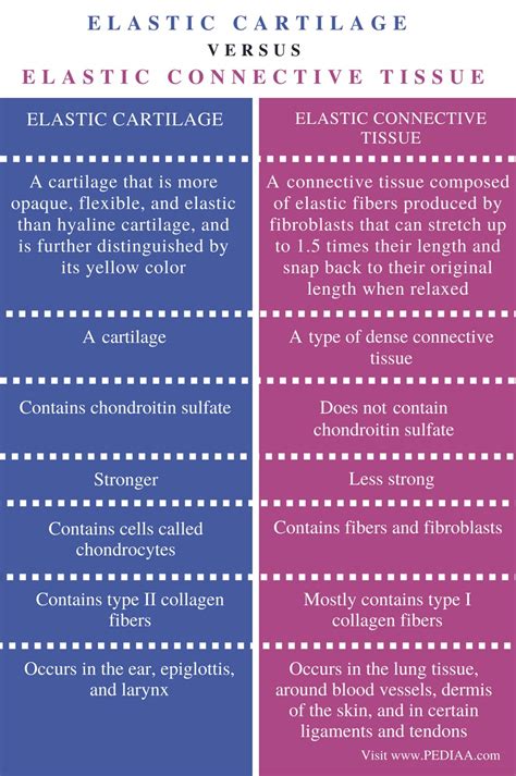 Difference Between Elastic Cartilage And Elastic Connective Tissue
