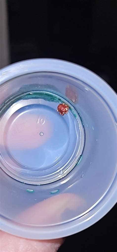 What Is This It Looks Like A Mini Crab Bug R Whatisthisbug