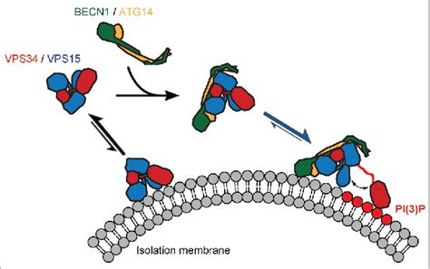 Unveiling The Role Of Vps34 Kinase Domain Dynamics In Regulation Of The Autophagic Pi3k Complex