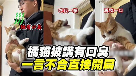 朋友被橘貓哈氣喊有口臭牠氣炸揮拳胡說寵物貓咪精選影片 YouTube