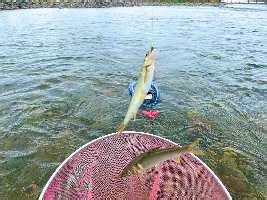 穴場発見人が少なくアユが釣れる川食味も絶品 画像ギャラリー 釣りビジョン マガジン 釣りビジョン