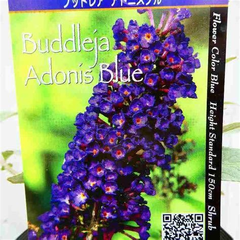 楽天市場ブットレア 苗 アドニスブルー 3 5号 シルバーリーフ ブッドレア 香りの花 240312お花処 昌山園 楽天市場店
