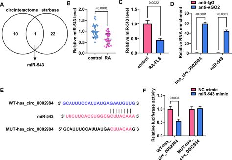 Circ 0002984 Bound To MiR 543 In MH7A Cells A The Schematic