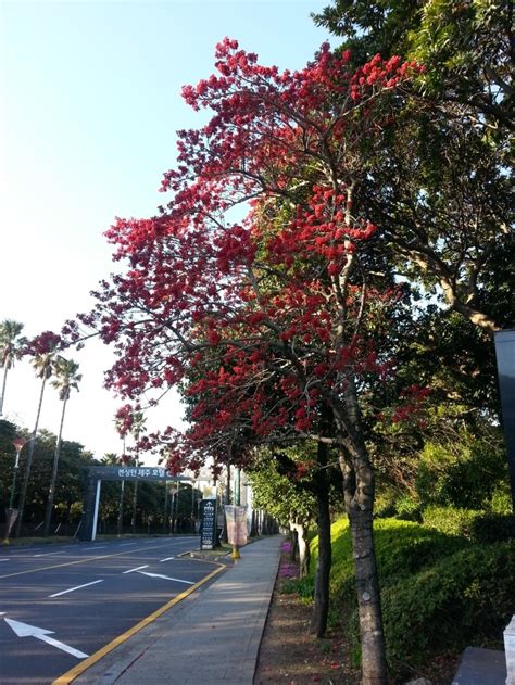 제주도 가로수 궁금한 빨간열매 먼나무 사랑의 열매 나무 네이버 블로그