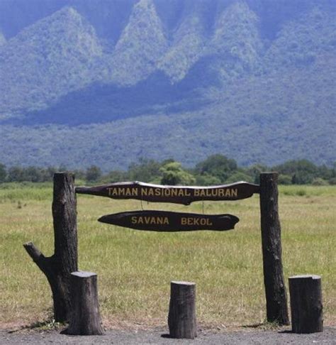 Berita Taman Nasional Baluran Terbaru Hari Ini Bobo