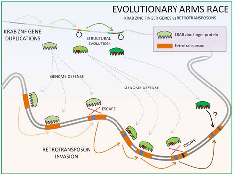 University Of Amsterdam Evolutionary Impact Of Retrotransposons