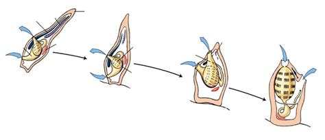 Subphylum Urochordata Tunicate Larva Life Stages Diagram Quizlet