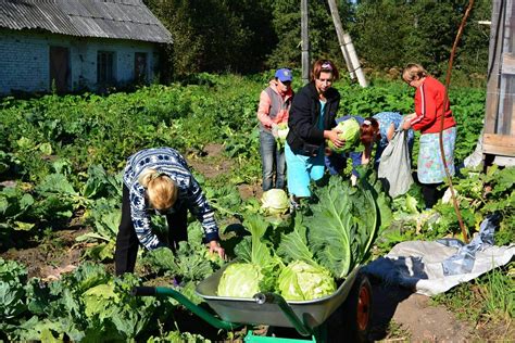 Сбор урожая на огороде сроки и советы от опытных садоводов