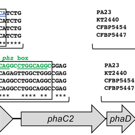 Putative Binding Motifs In The Promoter Regions Of The Genes In The P