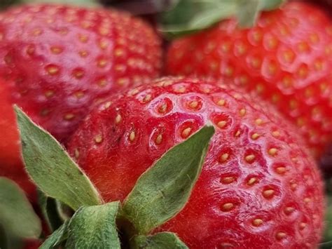 Как добиться повторного урожая клубники: вот чем нужно подкормить ...