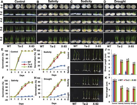 Seed Germination And Growth Of Young Seedlings For Wild Type Wt And