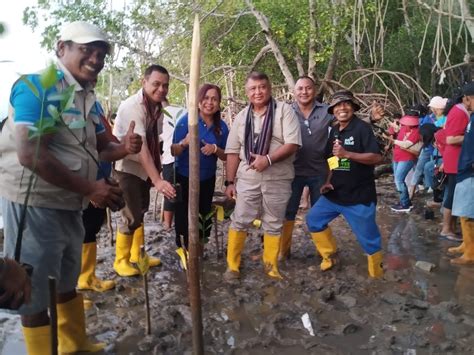 Tanam Anakan Mangrove Di Pantai Oesapa Timex Kupang