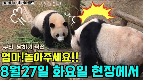 에버랜드 판다월드 8월 27일 화요일 😶엄마랑 신나게 노는 후이바오 🤣약간 구타를 당하다 😭마지막 푸바오 까지 봐주세요 😚😘