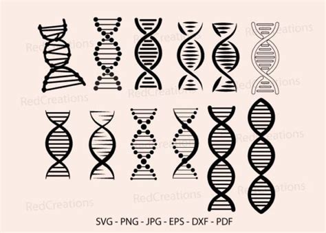 1 Dna Strand Svg Bundle Designs And Graphics