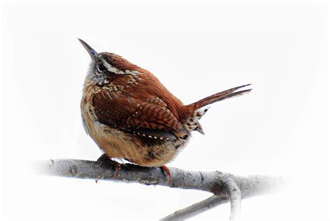 Free Images Wildlife Spring Beak Brown Fauna Birds Vertebrate