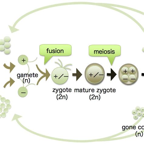 A The Sexual Life Cycle Of Chlamydomonas Reinhardtii Consists