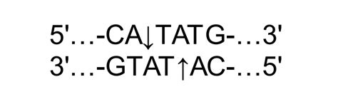 Speedycut Ndei Restriction Enzyme Bio Basic Asia Pacific Pte Ltd