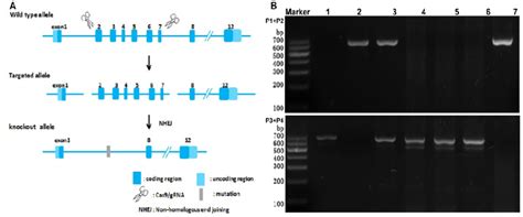 Strategy For The Targeted Disruption Of The Sr−b1 Locus In Mice A
