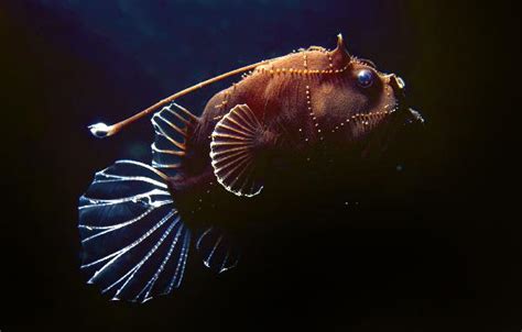 Solitary Dog Sculptor Animals Animales Fisches Peces Deep Ocean